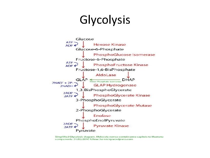 Respiration in bacteria Respiration Fermentation and photosynthesis ...