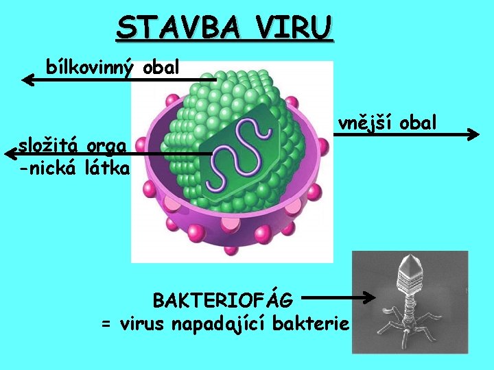 VIRY OPAR nebunn organizmy tvo je blkovina a