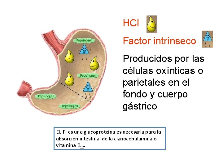 FISIOLOGA DIGESTIVA Faringe TUBO DIGESTIVO Boca Glndulas salivales