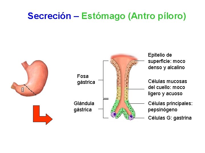 FISIOLOGA DIGESTIVA Faringe TUBO DIGESTIVO Boca Glndulas salivales