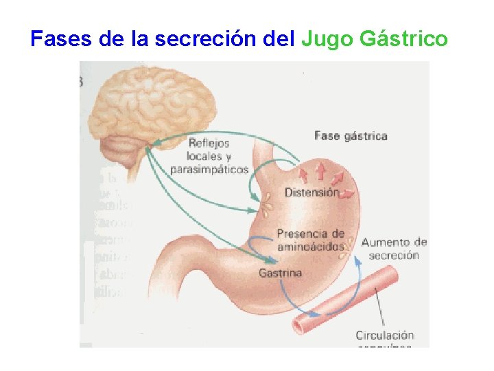 FISIOLOGA DIGESTIVA Faringe TUBO DIGESTIVO Boca Glndulas salivales