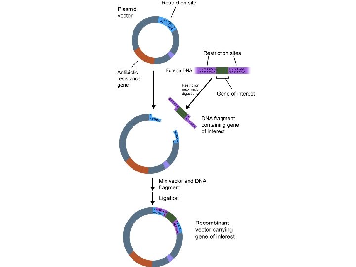 Mission Impossible Determine the Identity of Unknown Plasmids