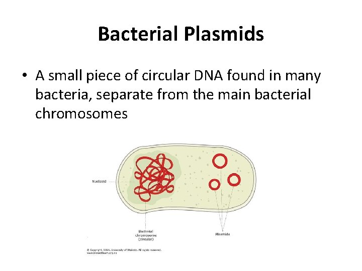 Mission Impossible Determine the Identity of Unknown Plasmids
