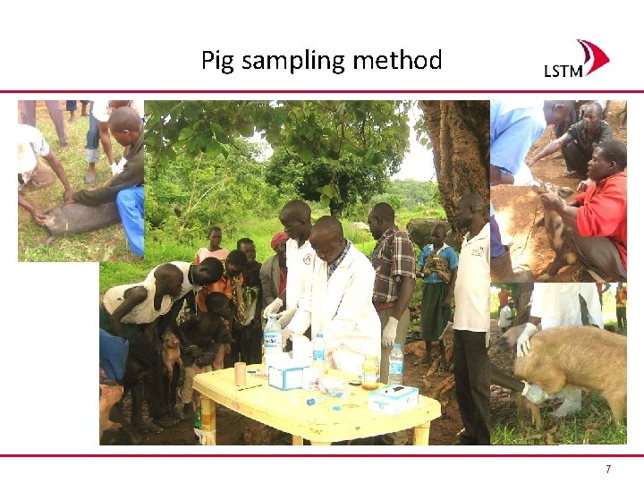 The little pigs and the big bad trypanosome