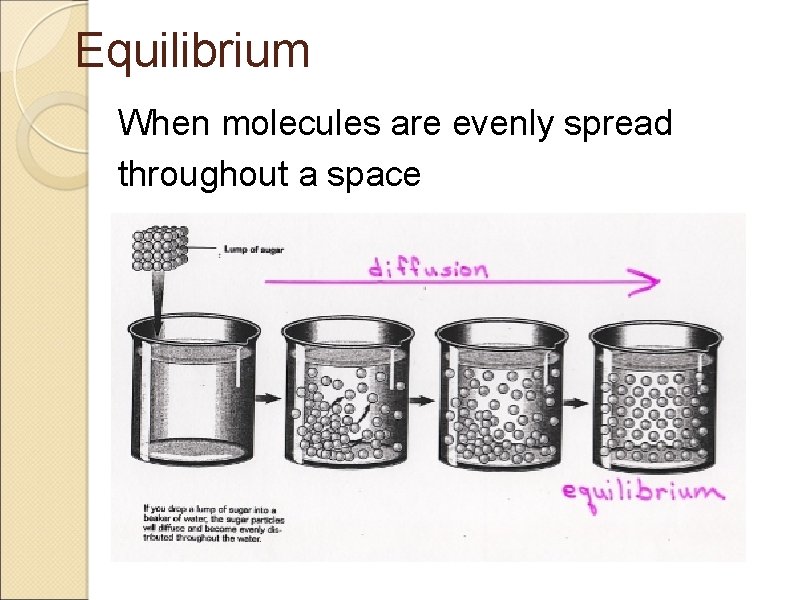 Chapter 7 3 The Cell Membrane Active Passive
