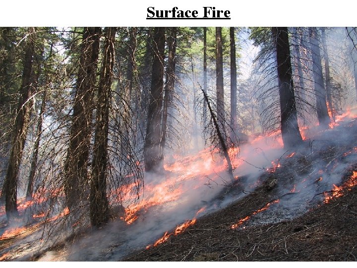 Ecology BIO C 322 Soil Ecology Fire Ecology