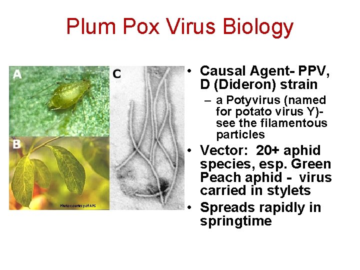 Plum Pox Virus aka Sharka Most feared viral