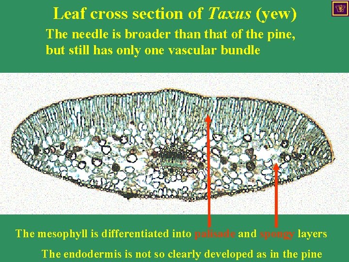Structure development and functioning of conifers Conifers as