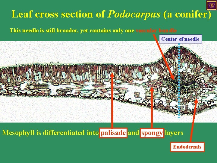 Structure development and functioning of conifers Conifers as