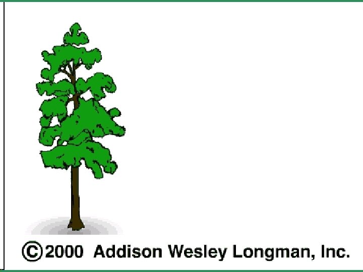 Structure development and functioning of conifers Conifers as