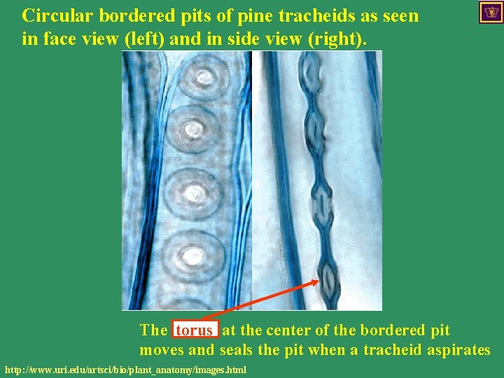 Structure development and functioning of conifers Conifers as