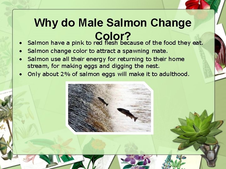 Salmon Lifecycle By Cassidy Karter Where Do Salmon