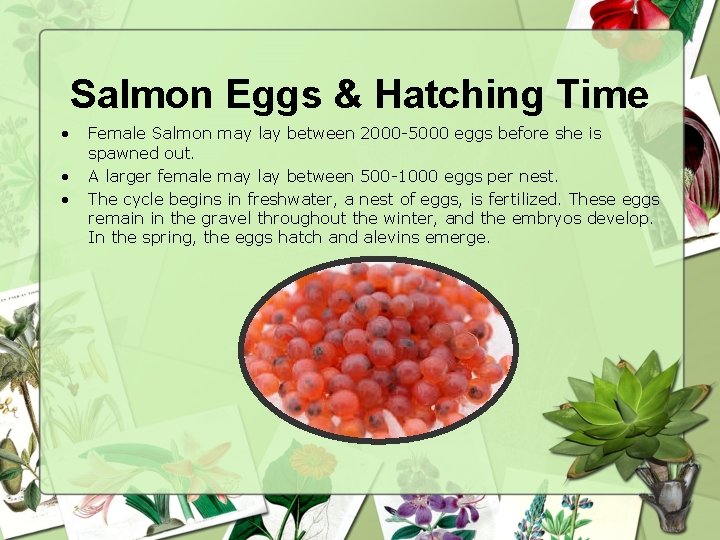 Salmon Lifecycle By Cassidy Karter Where Do Salmon