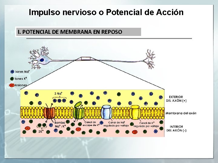 Impulso nervioso Impulso nervioso La propiedad ms importante