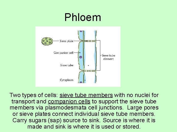 Phloem Two types of cells sieve tube members