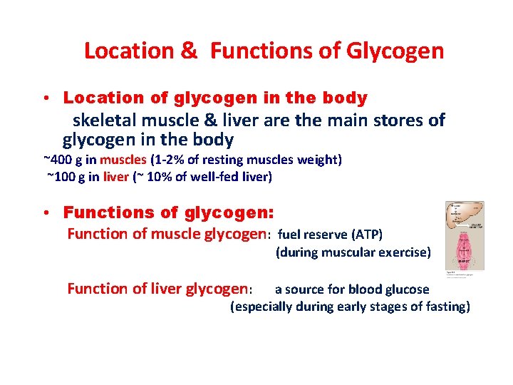Glycogen Metabolism By Dr Reem M Sallam MD