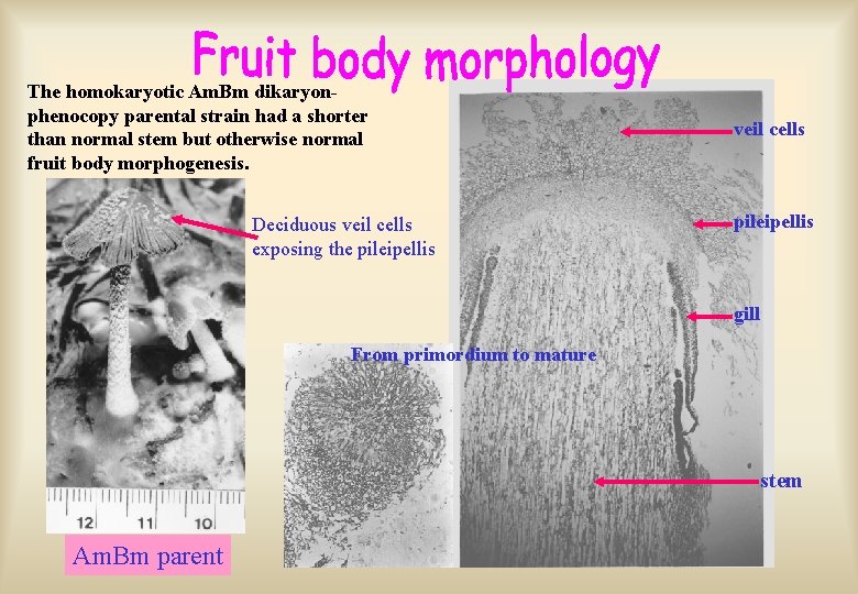 What is a Hymenophore Subroutine in Fruiting Morphogenesis