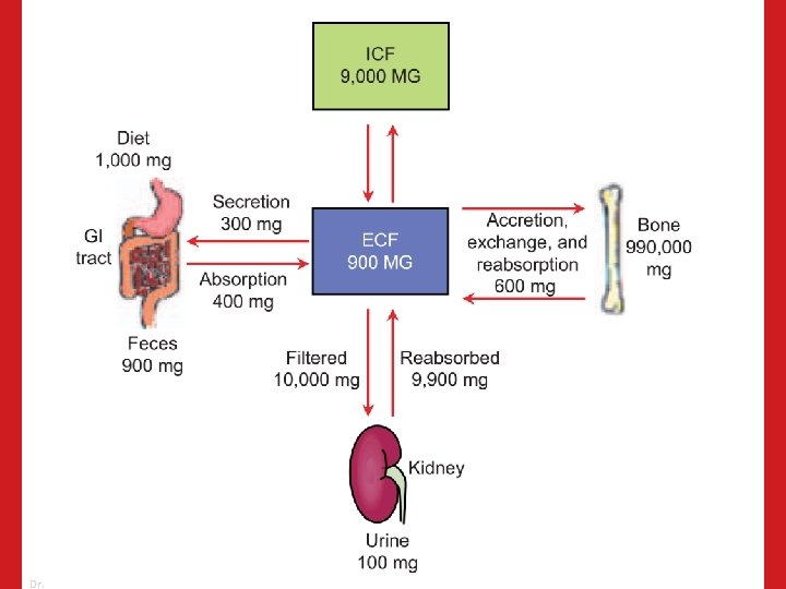 Hormonal Regulation of Calcium Balance Introduction Adequate amounts