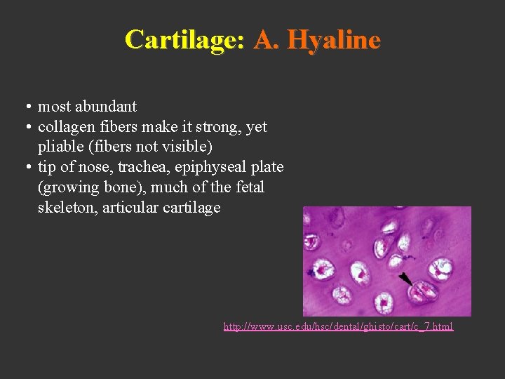 Biology 220 Anatomy Physiology I Unit II TISSUES