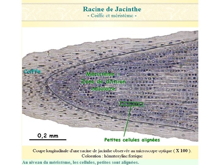 Coupe longitudinale de Racine de Jacinthe Observation au