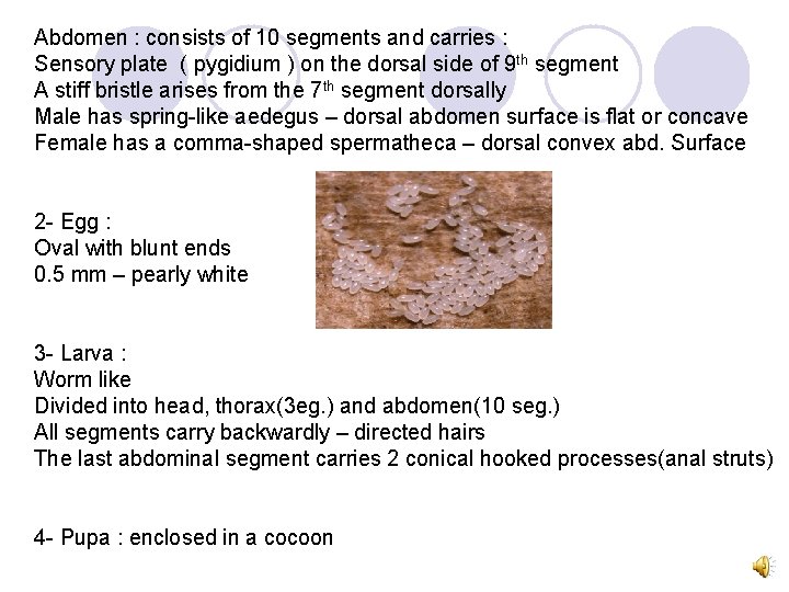 Abdomen consists of 10 segments and carries Sensory