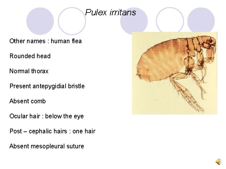 Abdomen consists of 10 segments and carries Sensory