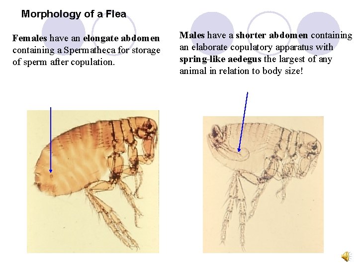 Abdomen consists of 10 segments and carries Sensory