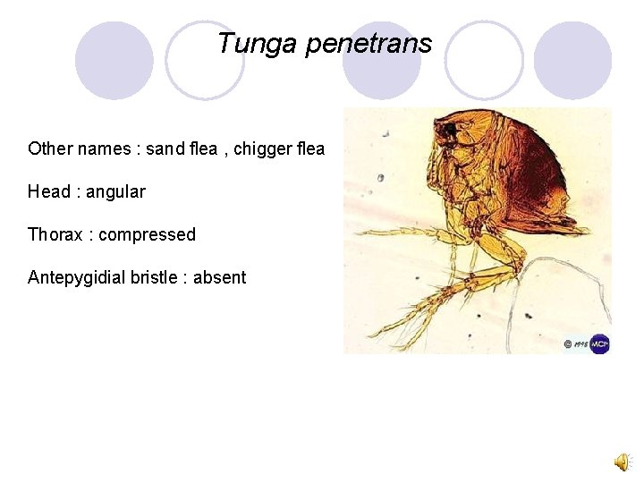 Abdomen consists of 10 segments and carries Sensory