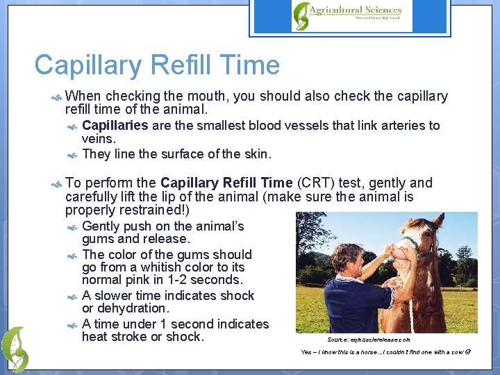 Physical Exams of Cattle By C Kohn Agricultural