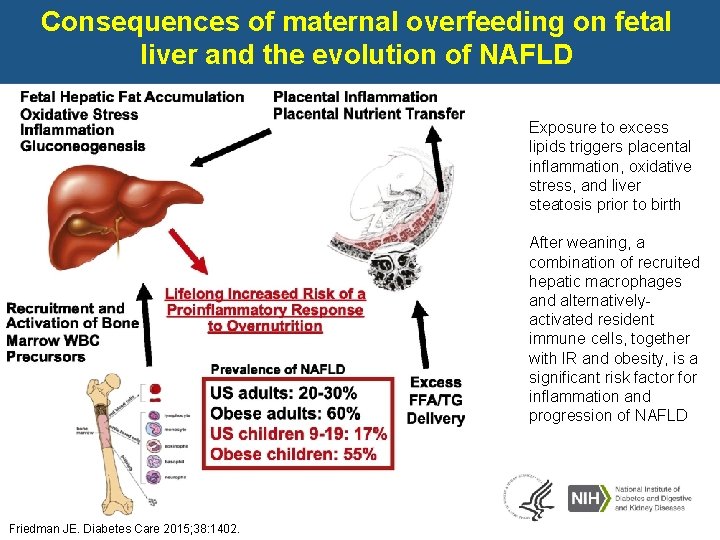 Consequences of maternal overfeeding on fetal liver and