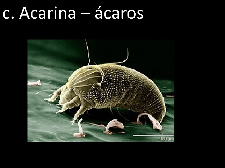 CLASSIFICAO PHYLUM ARTHROPODA SUBPHYLUM CHELICERATA CLASSE ARACHNIDA ORDENS