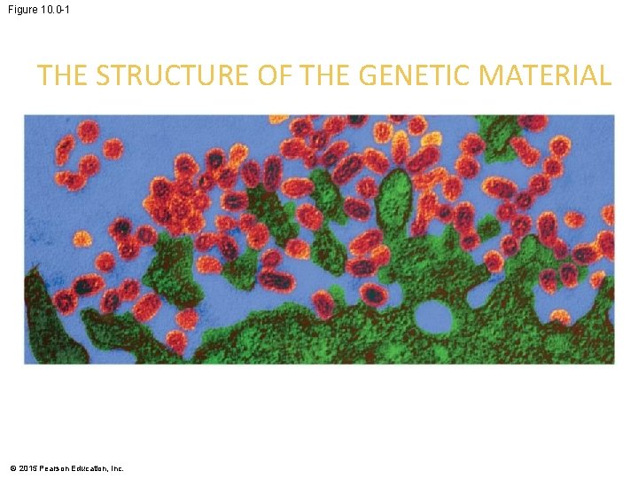 Figure 10 0 1 THE STRUCTURE OF THE