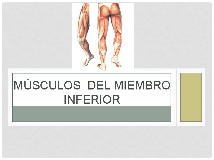 MSCULOS DEL MIEMBRO INFERIOR EXTREMIDAD INFERIOR Esta separada