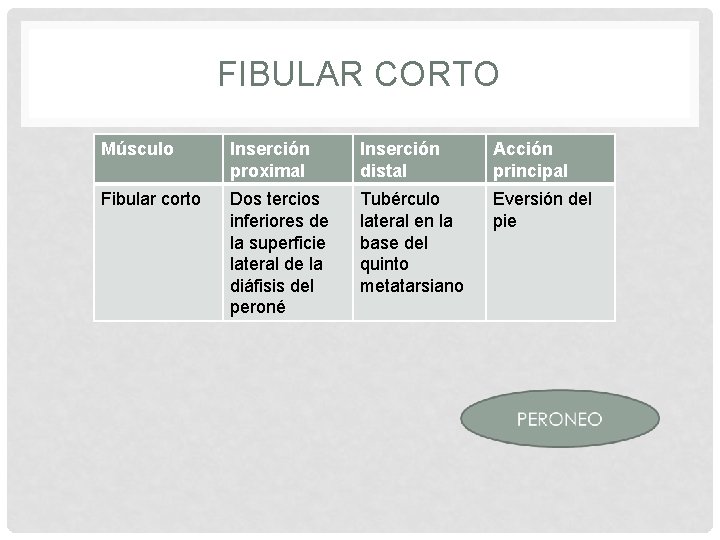 MSCULOS DEL MIEMBRO INFERIOR EXTREMIDAD INFERIOR Esta separada