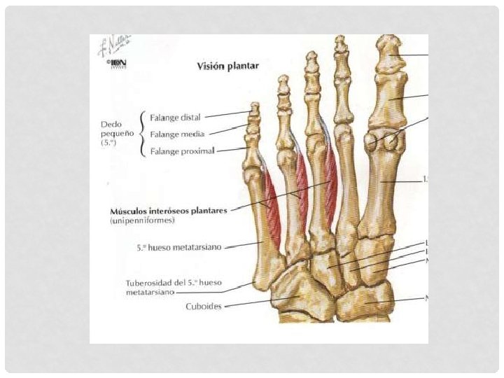 MSCULOS DEL MIEMBRO INFERIOR EXTREMIDAD INFERIOR Esta separada