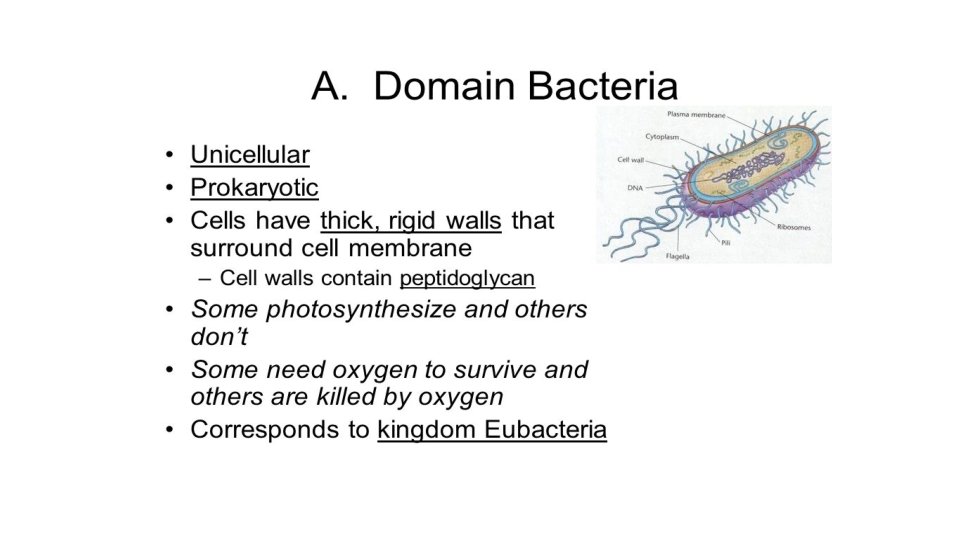 Biological Diversity Bacteria Archaea Discover Biology 5 th