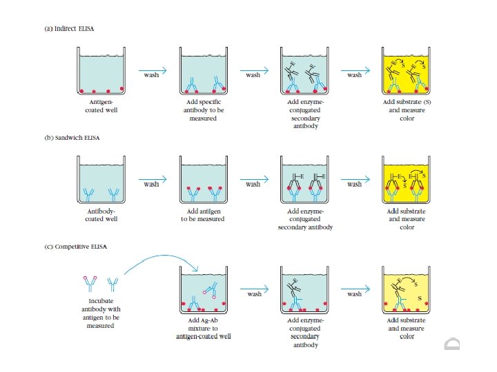 ELISA Principle Types and Applications q ELISAenzymelinked immunosorbent
