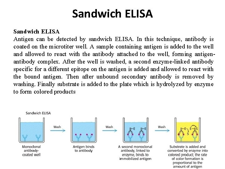 ELISA Principle Types and Applications q ELISAenzymelinked immunosorbent