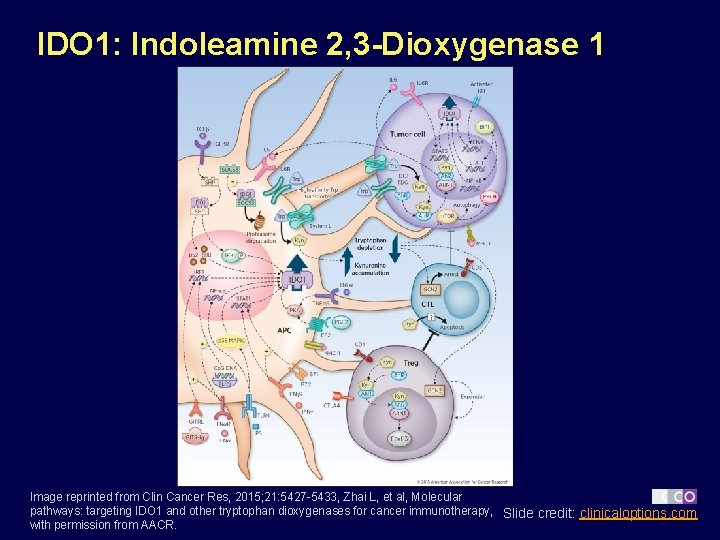IDO Inhibitors in Cancer Immunotherapy Geoffrey T Gibney