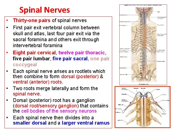 Anatomy of the Spinal Cord OBJECTIVES At the