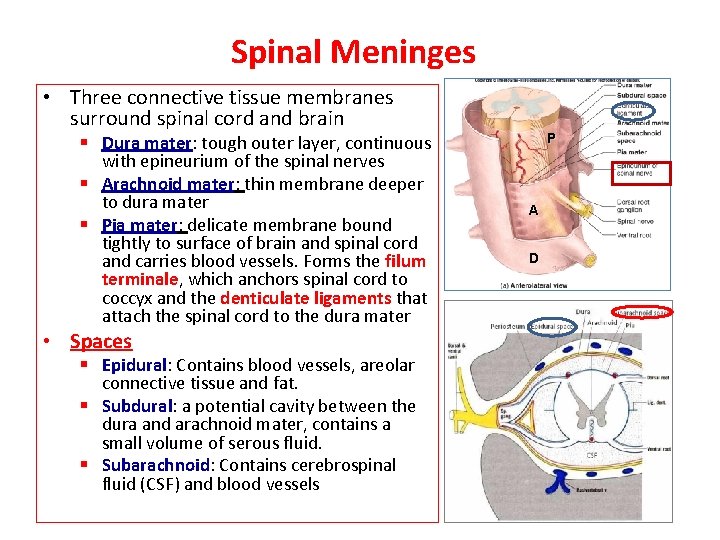 Anatomy of the Spinal Cord OBJECTIVES At the