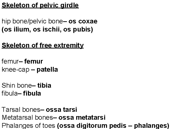 SKELETON OF THE LOWER EXTREMITY ossa membri inferioris