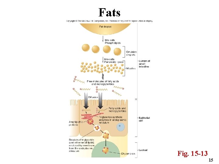 Chapter 15 Lecture Outline The Digestion and Absorption