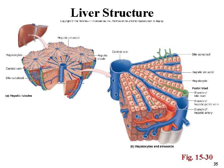 Chapter 15 Lecture Outline The Digestion and Absorption