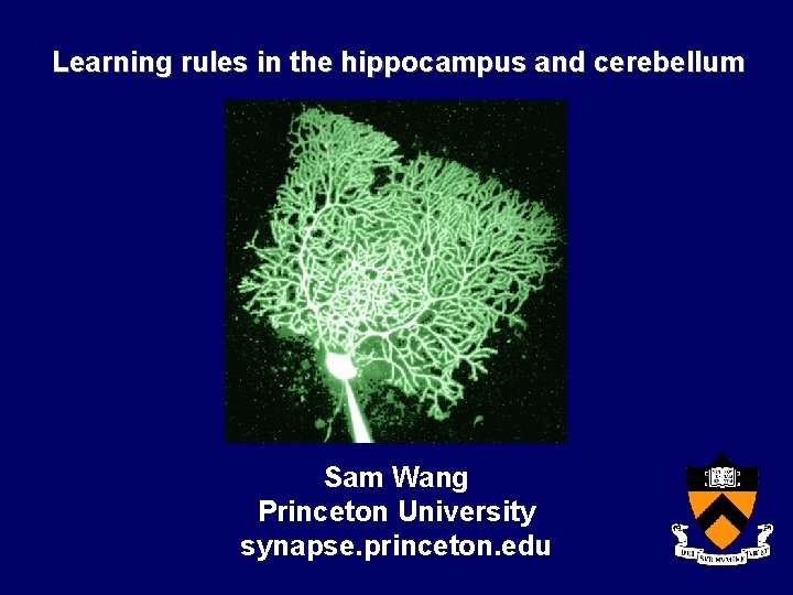 Learning rules in the hippocampus and cerebellum Sam
