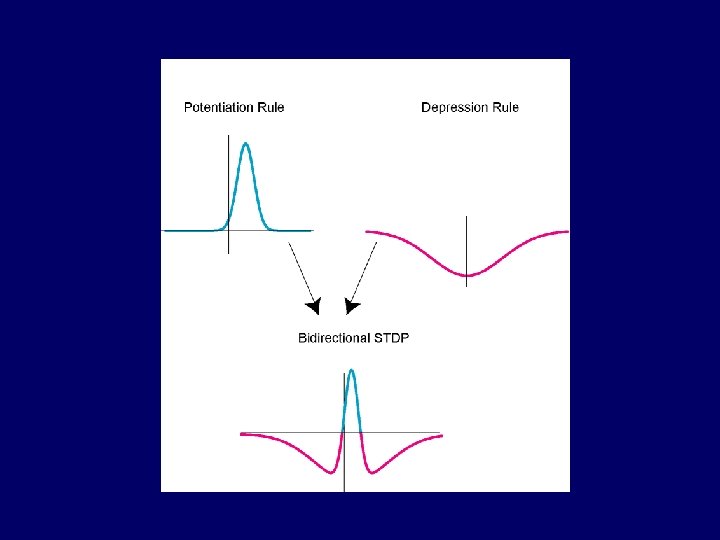Learning rules in the hippocampus and cerebellum Sam