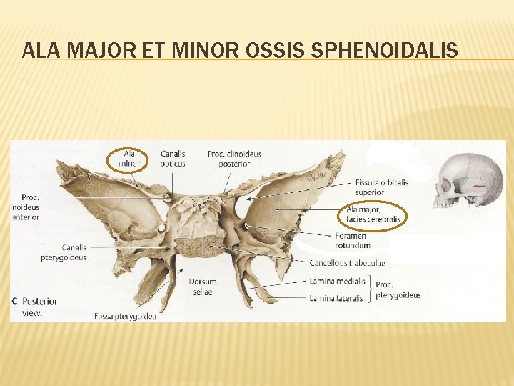 VERTEBRA PROMINENS TUBERCULUM MAJUS MINUS TUBERCULUM LATERALE MEDIALE