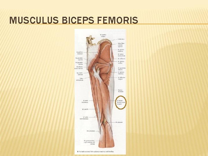 VERTEBRA PROMINENS TUBERCULUM MAJUS MINUS TUBERCULUM LATERALE MEDIALE