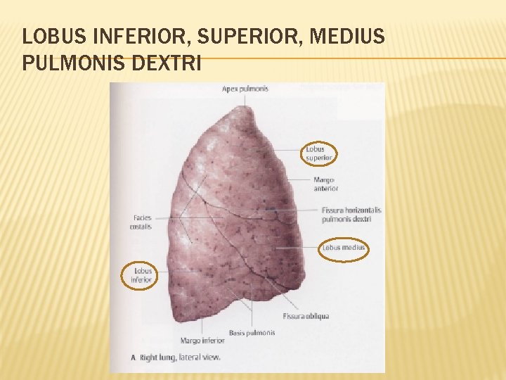 VERTEBRA PROMINENS TUBERCULUM MAJUS MINUS TUBERCULUM LATERALE MEDIALE
