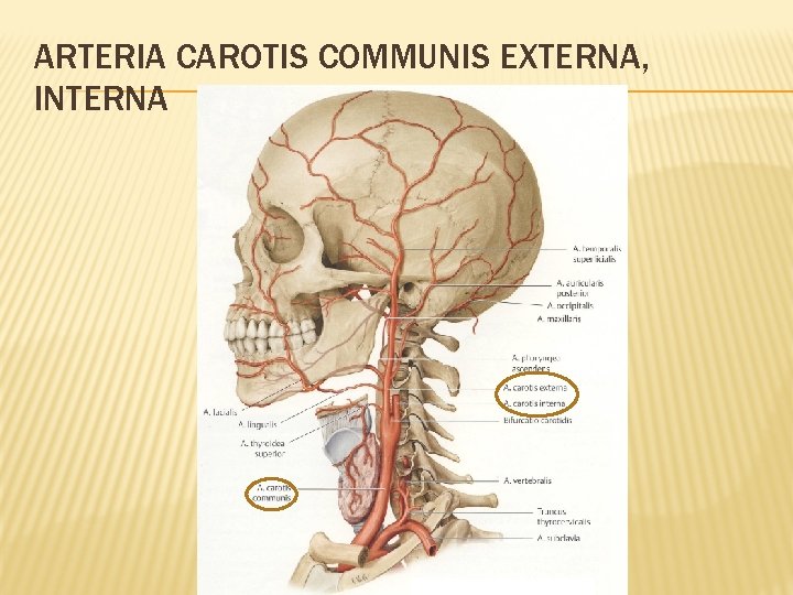 VERTEBRA PROMINENS TUBERCULUM MAJUS MINUS TUBERCULUM LATERALE MEDIALE